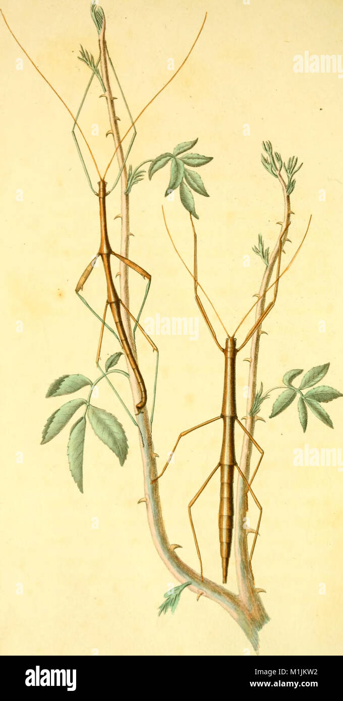 This work offers detailed descriptions of North American insects ...