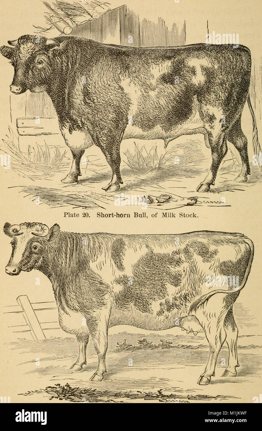 American cattle- their history, breeding and management (1868 ...