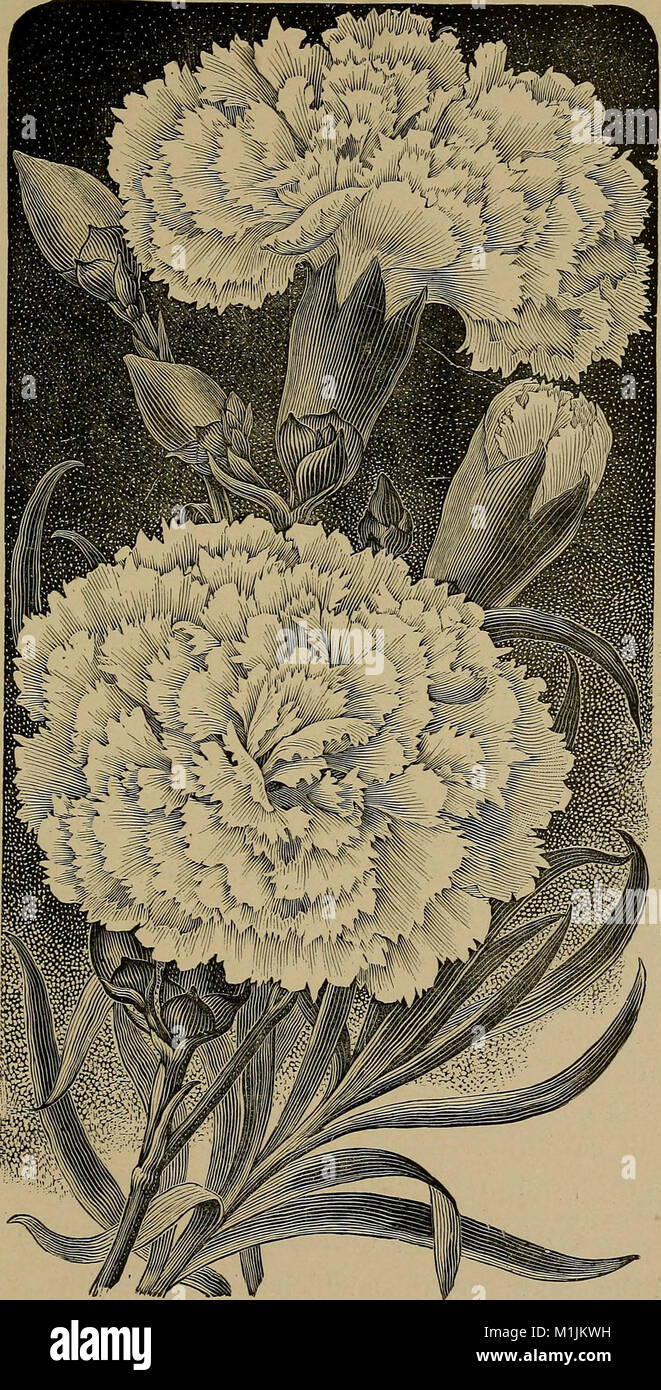 American garden carnations hi-res stock photography and images - Alamy