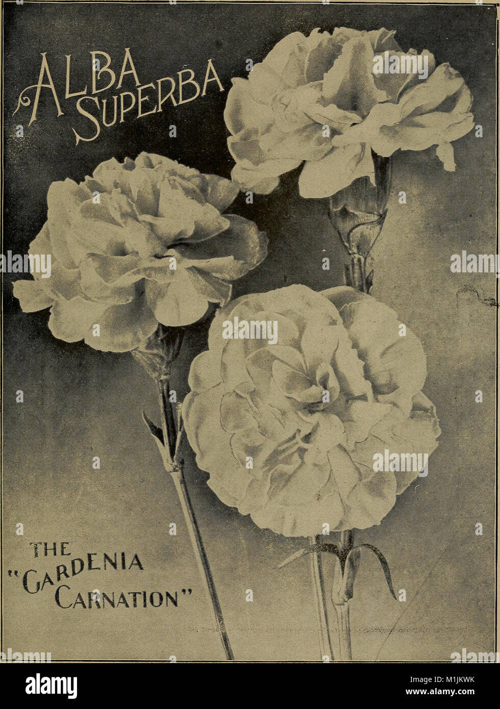 *American Carnation Culture* (1901) provides detailed guidance on ...