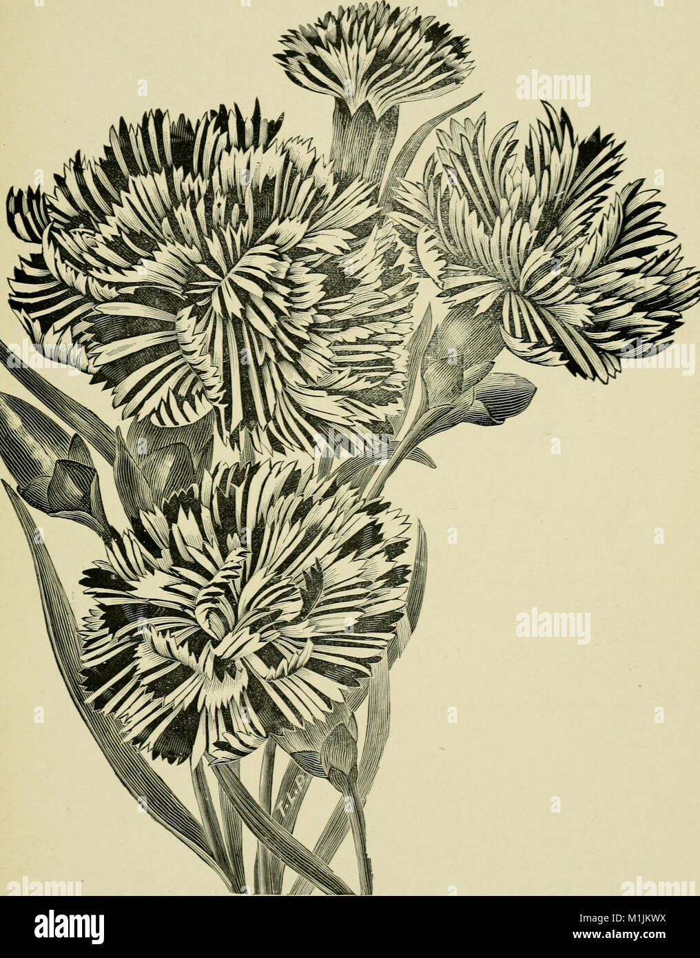 American carnation culture. The evolution of Dianthus caryophyllus ...