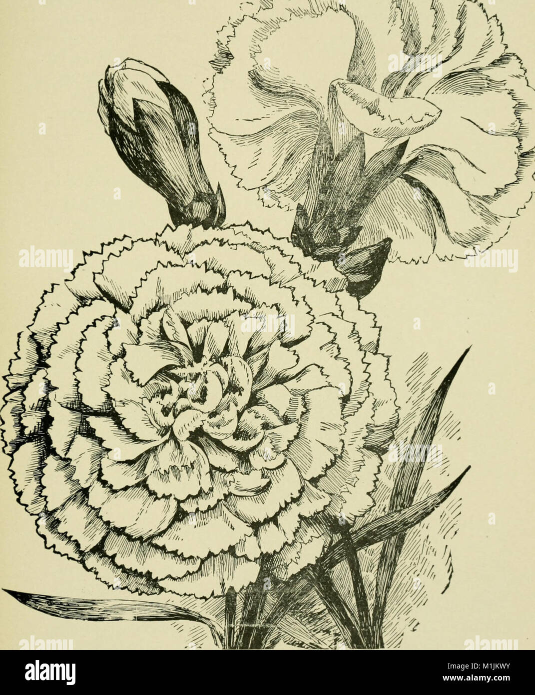 This 1901 work explores the cultivation and evolution of the American ...