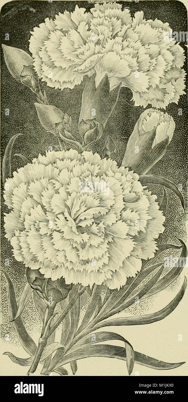This 1901 work explores the cultivation and development of American ...