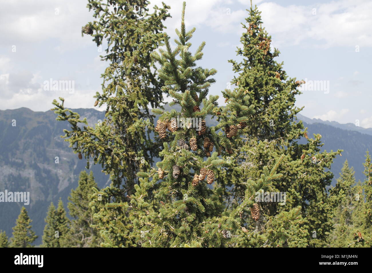 close up of green tree with pine cones Stock Photo - Alamy