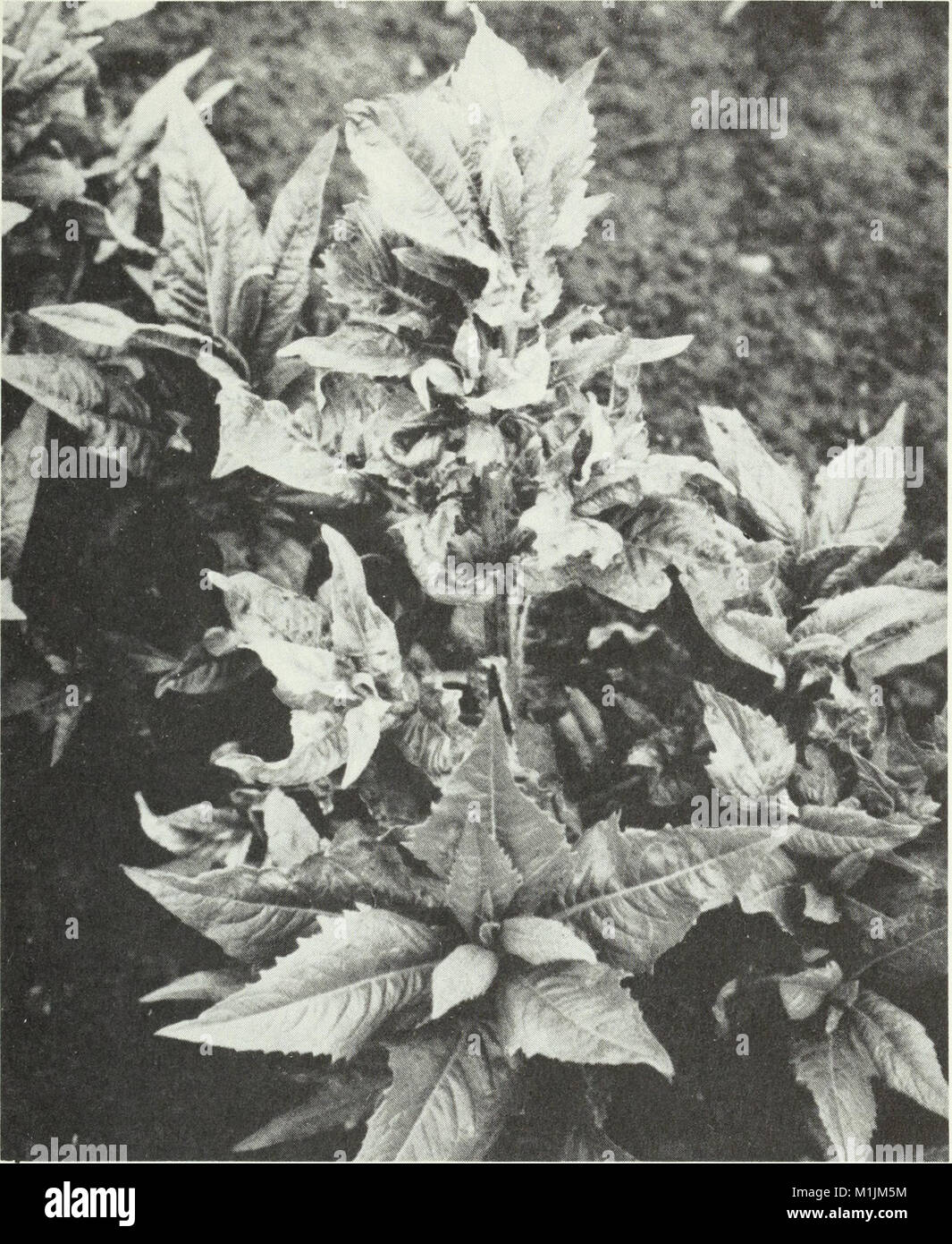 'Alternative Crops for the Prairies' (1992) explores sustainable ...