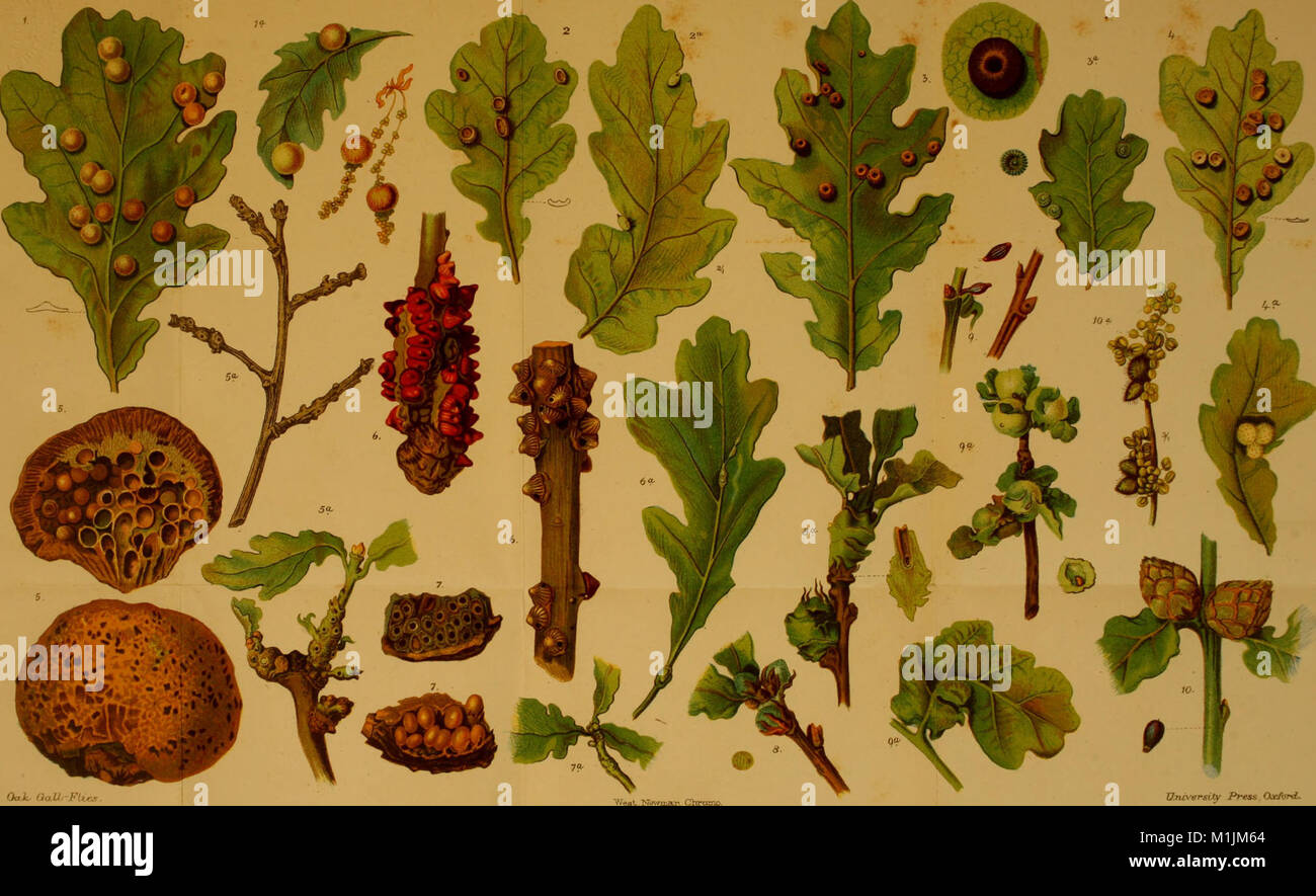 The 1894 study on alternating generations explores the life cycle of ...