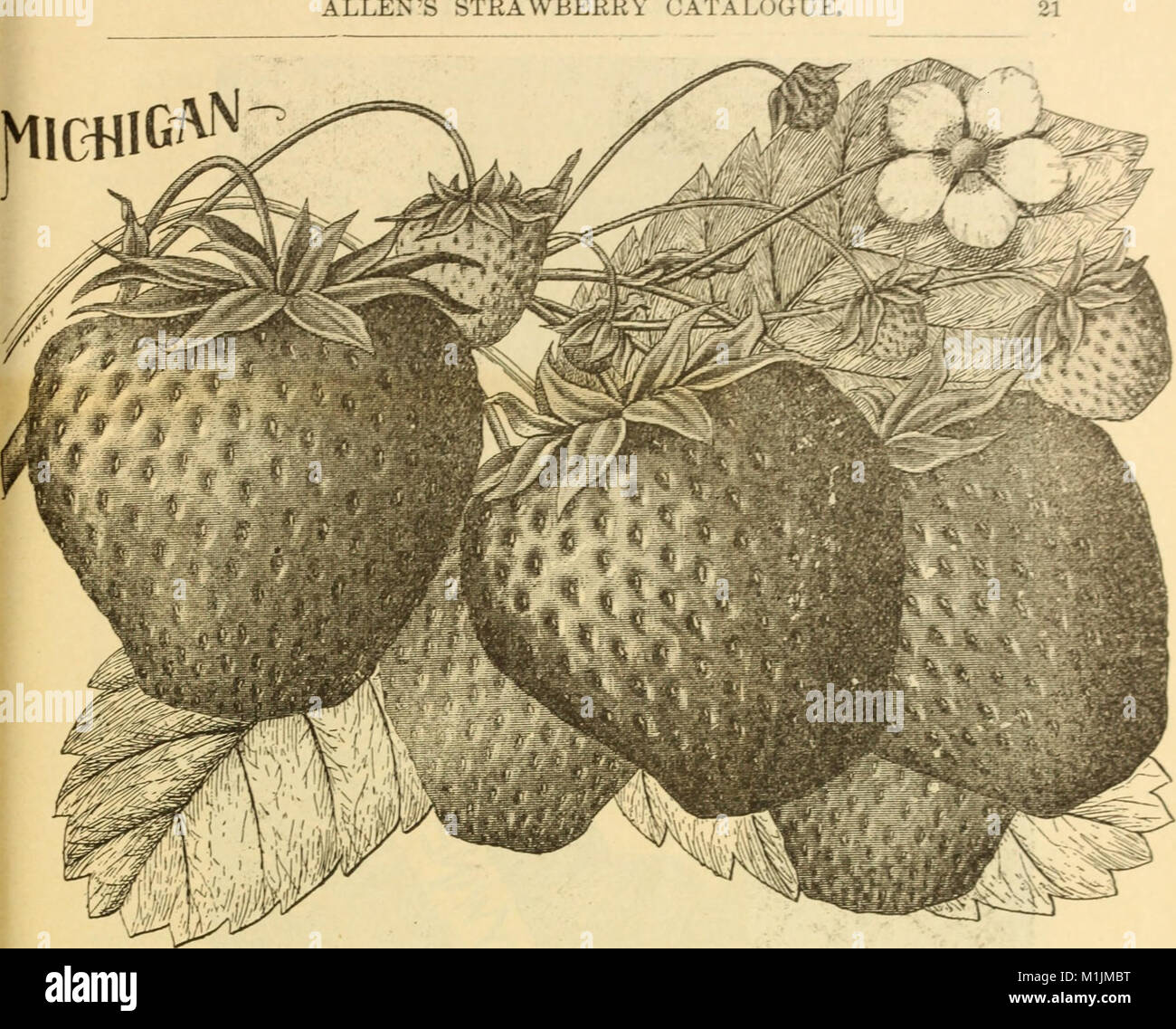 Allen's Strawberry Catalogue (1898) provides detailed descriptions and ...