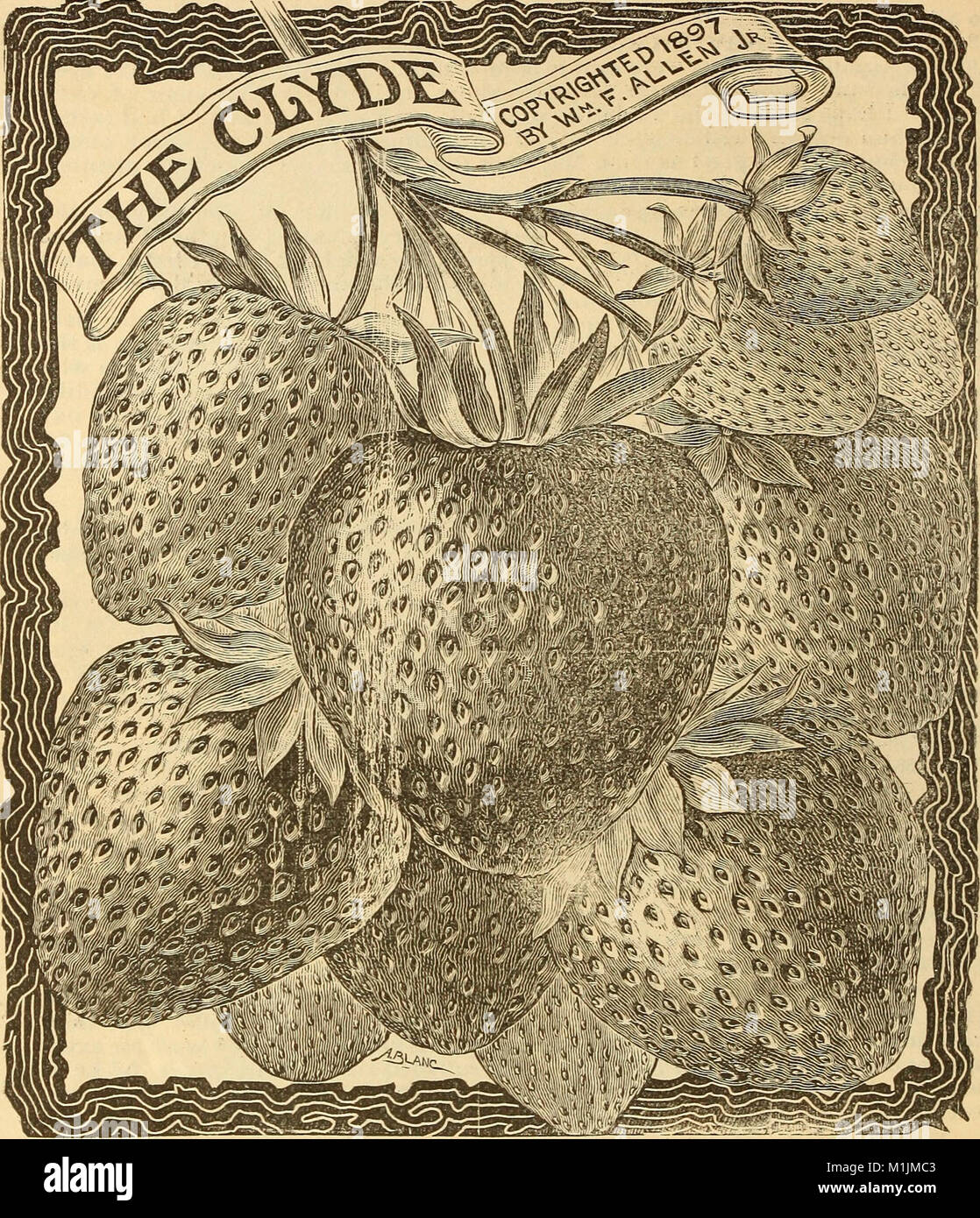 This 1898 catalogue by Allen presents a range of strawberry varieties ...