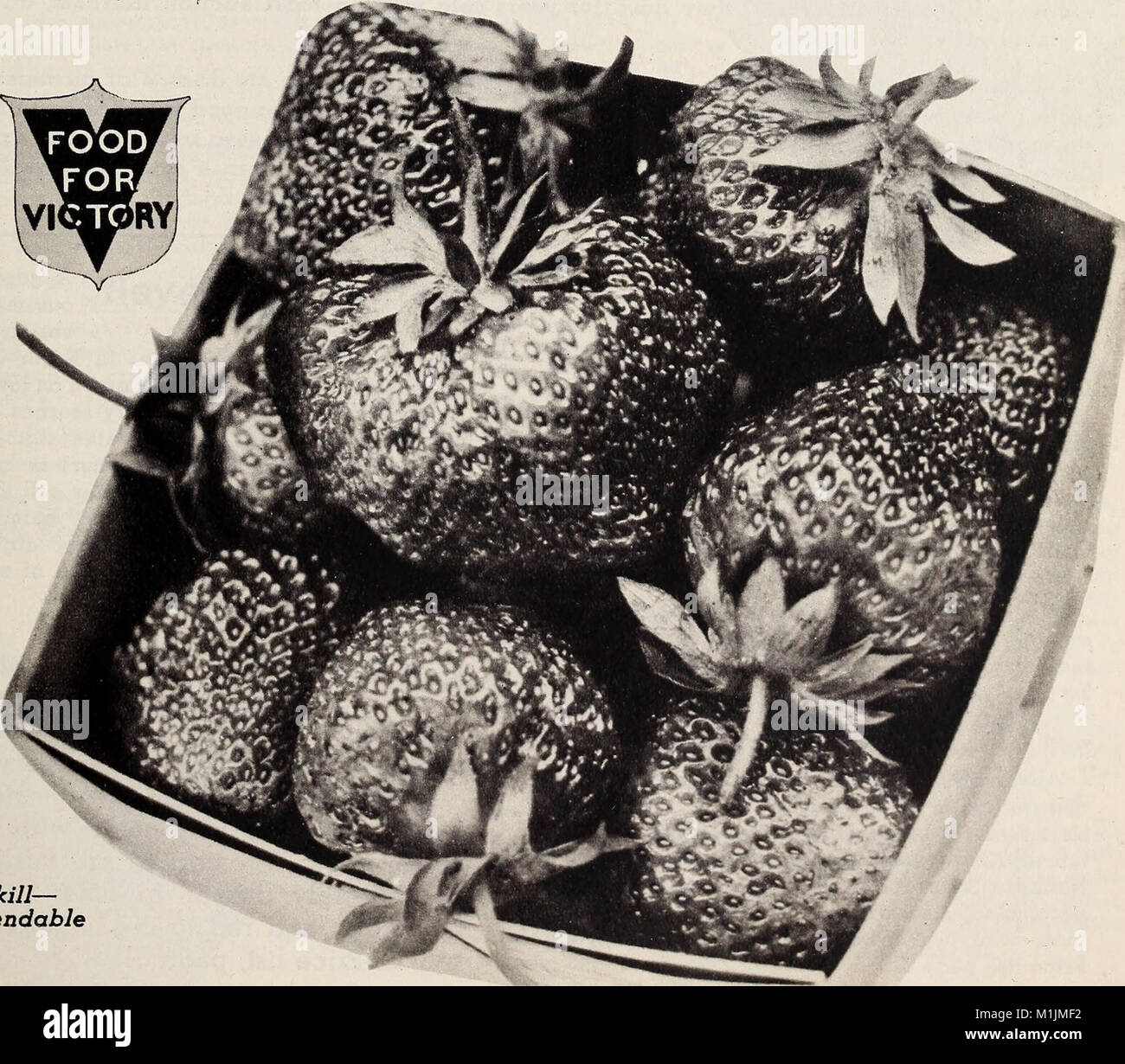 Allenâ€™s Book of Berries for 1943 is a guide to the identification and ...