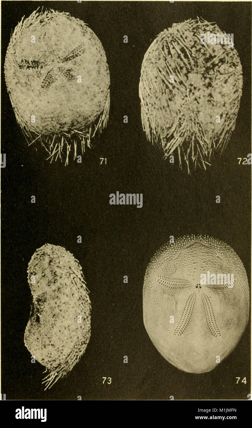 Allan Hancock Pacific expeditions. (Reports) (1940) (17765047599 Stock ...