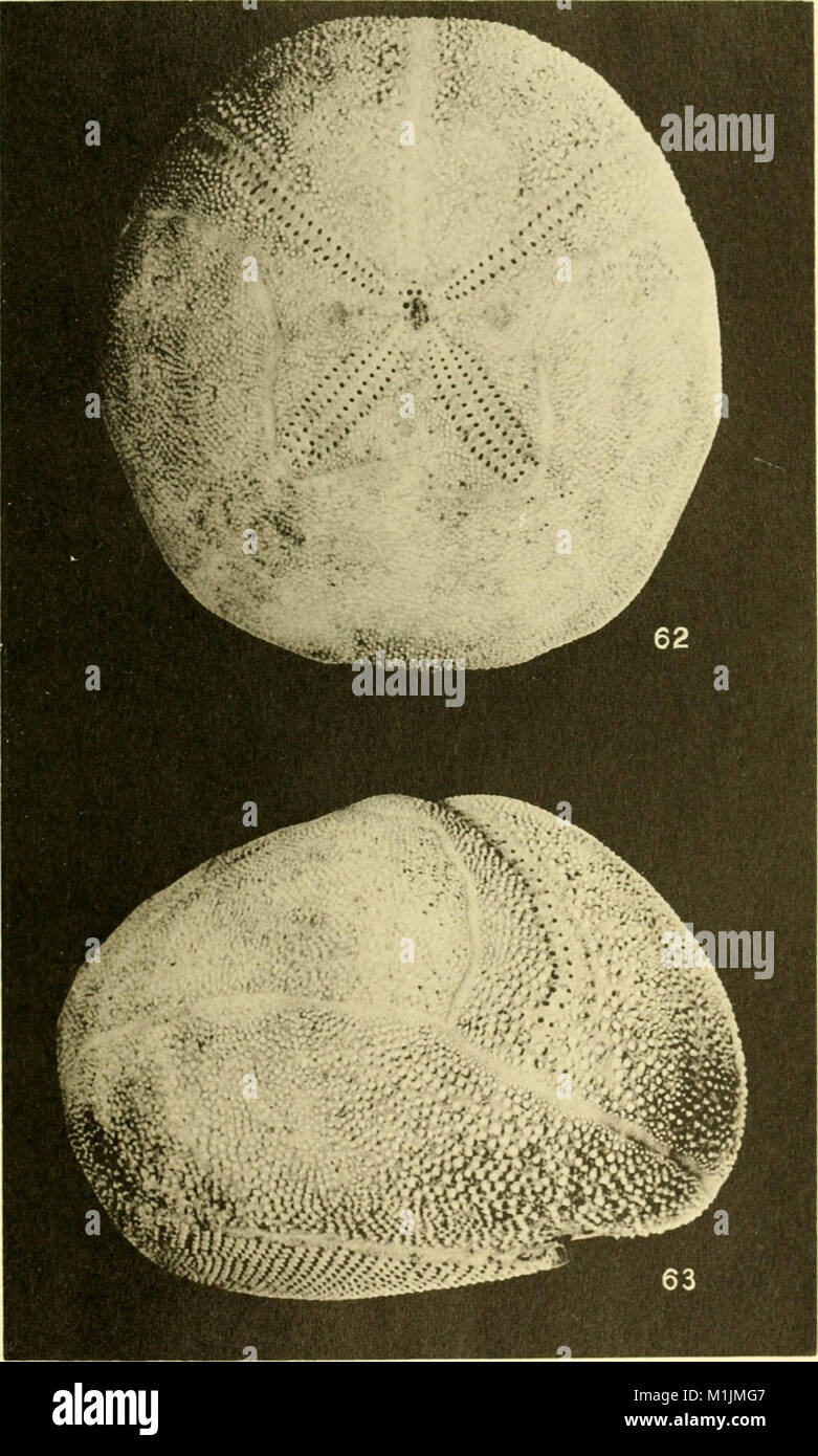 This 1940 report details the findings and observations from the Allan ...
