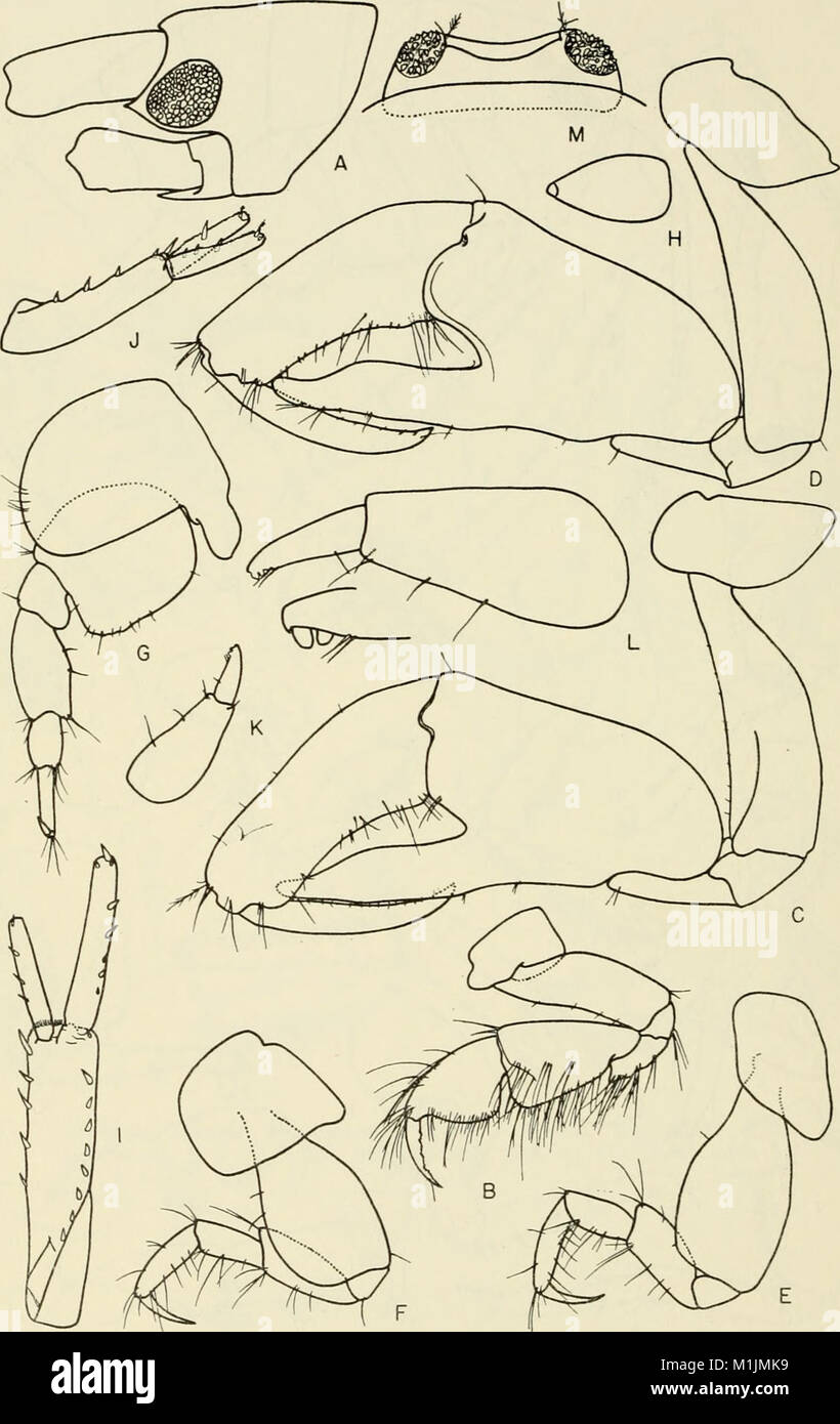 Allan Hancock Pacific expeditions. (Reports) (1963) (17328541534 Stock ...