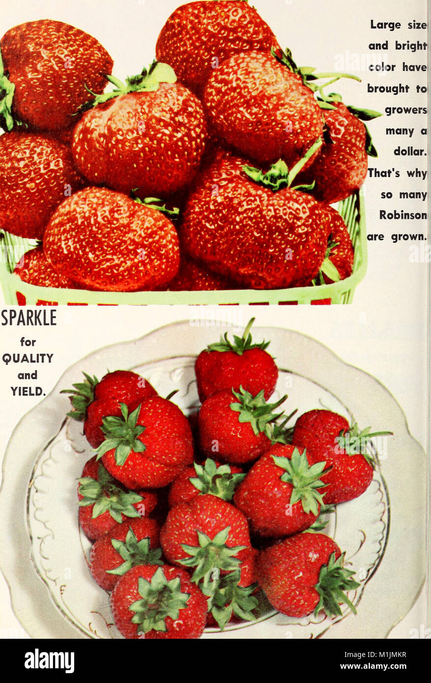 Allen's 1964 book of berries is a comprehensive guide to the ...