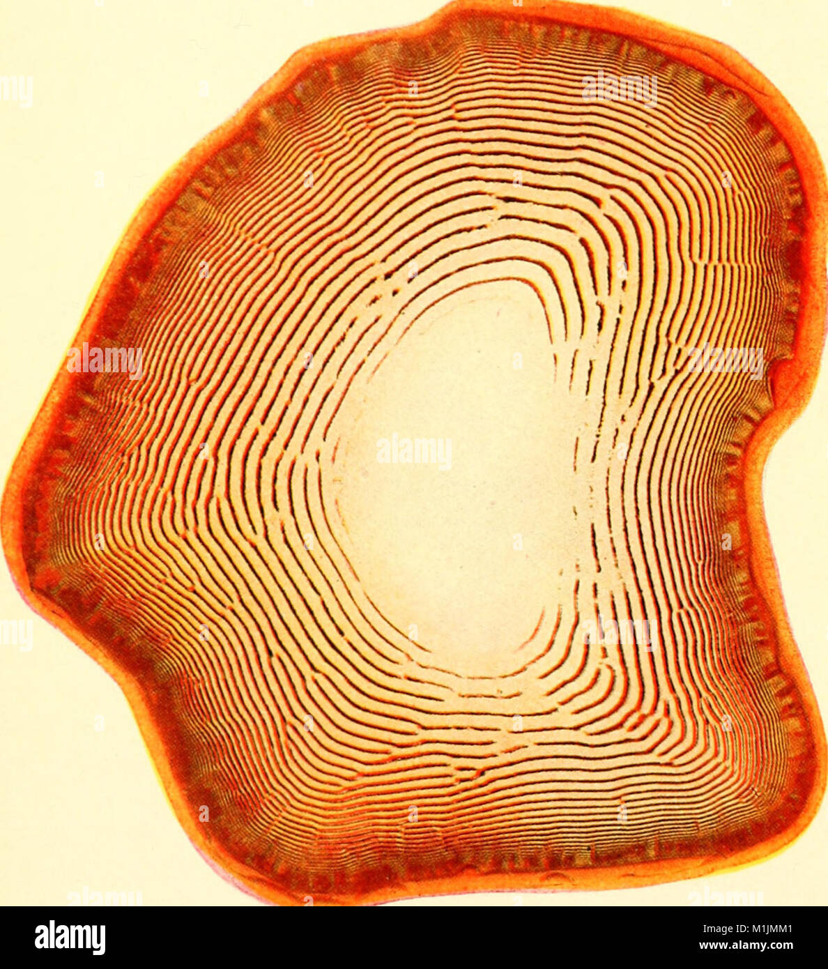 This 1927 study focuses on the formation of agate-like banding patterns ...