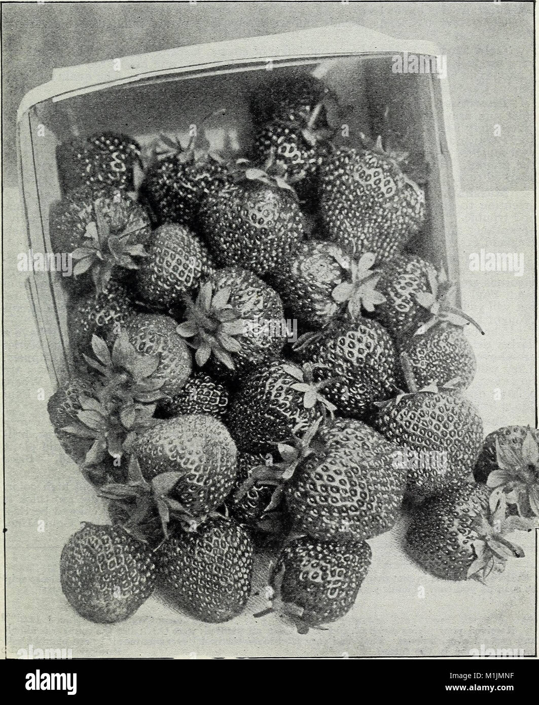 Allenâ€™s Book of Berries (1924) provides an extensive guide to various ...