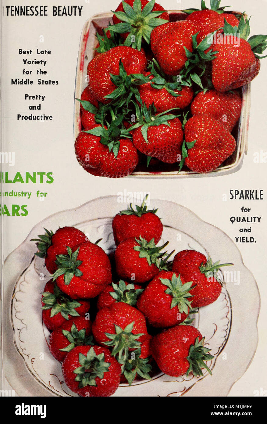 Identifying and categorizing hi-res stock photography and images - Alamy