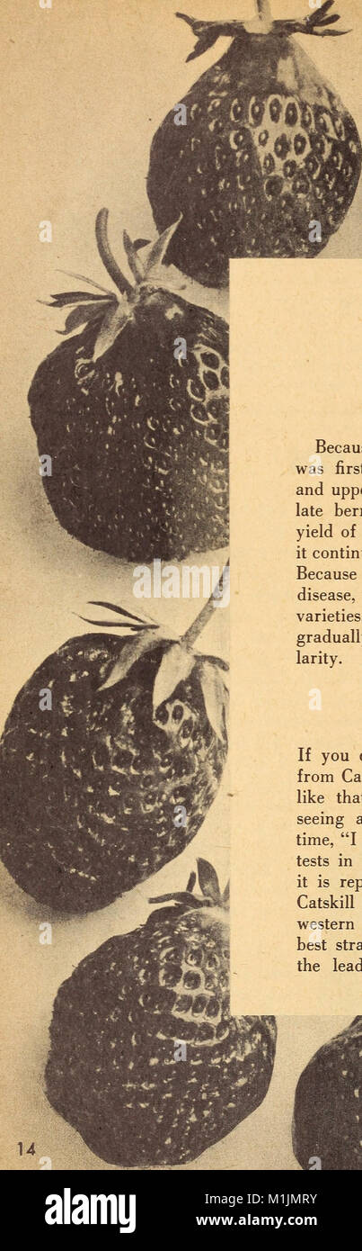 *Allen's 1955 Book of Berries* provides a guide to various berry ...