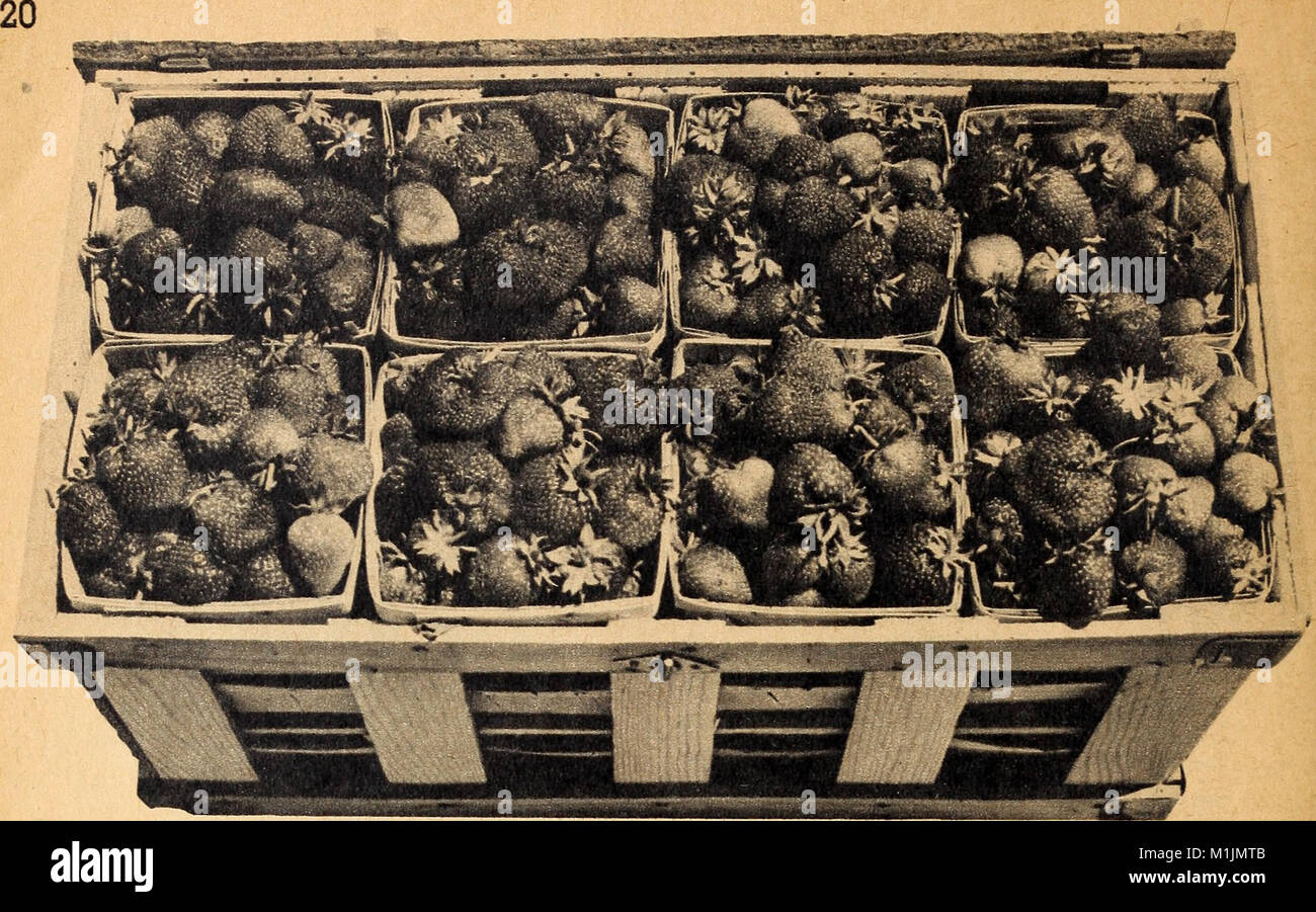 Allen's 1948 book of berries provides detailed descriptions of various ...