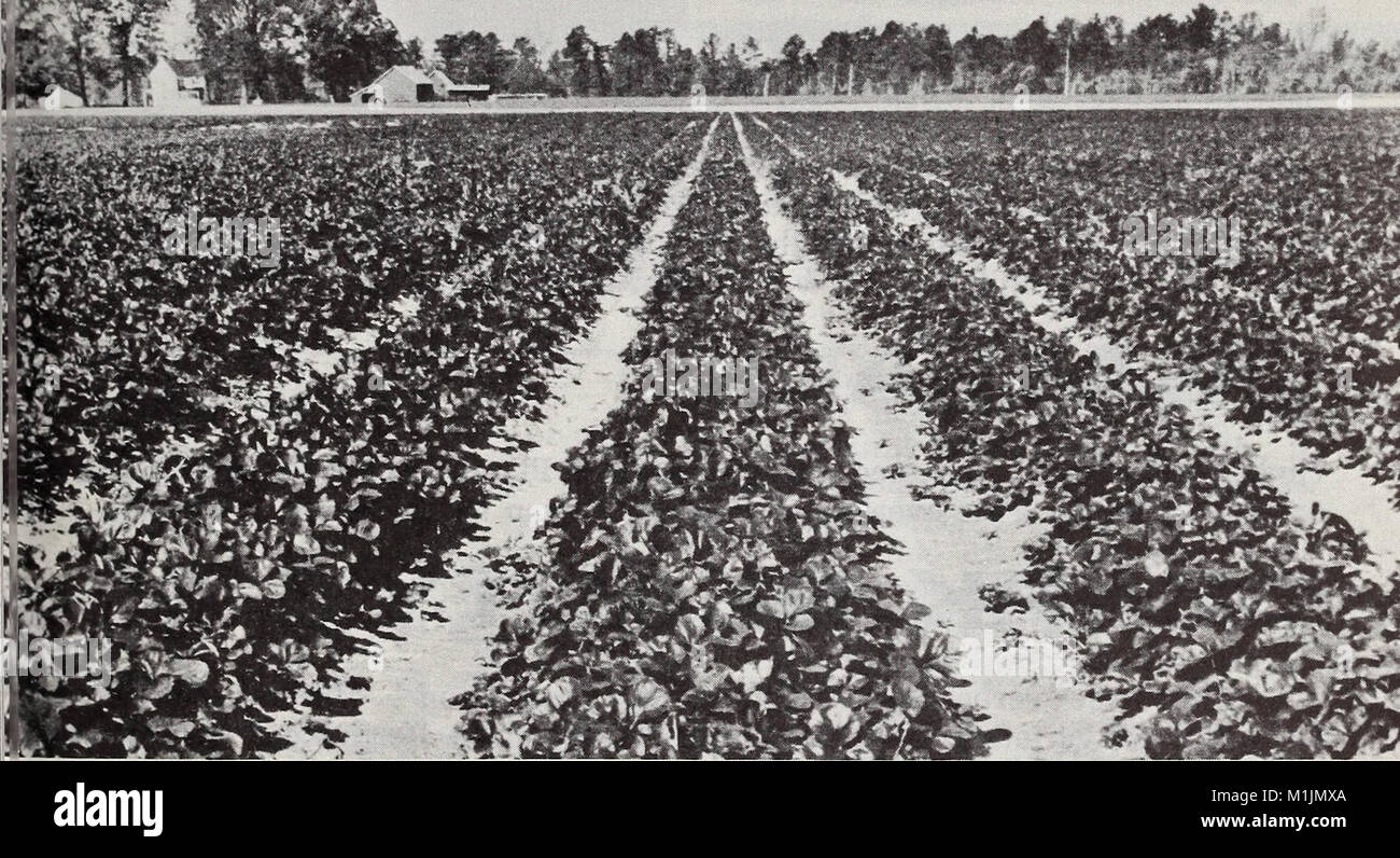 Allenâ€™s 1968 83rd book focuses on the identification and ...