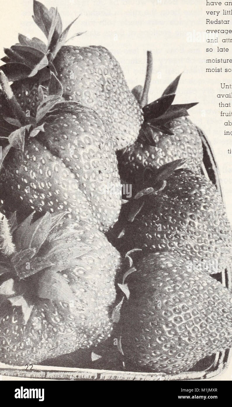 *Allen's 75th Anniversary Book of Berries* (1960) marks the 75th ...