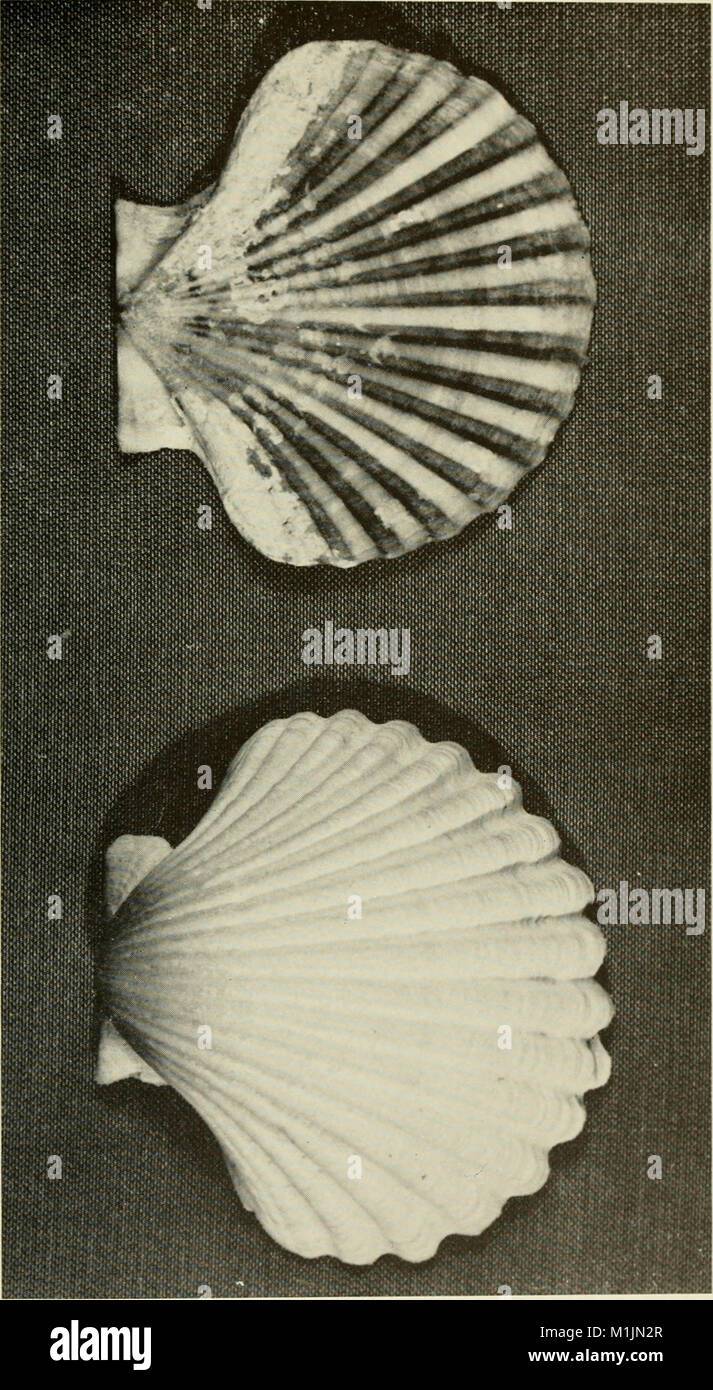 Allan Hancock Pacific expeditions. (Reports) (1959) (17764203849 Stock ...