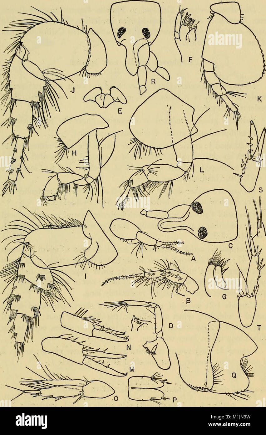 The 1954 reports on the Allan Hancock Pacific expeditions document ...
