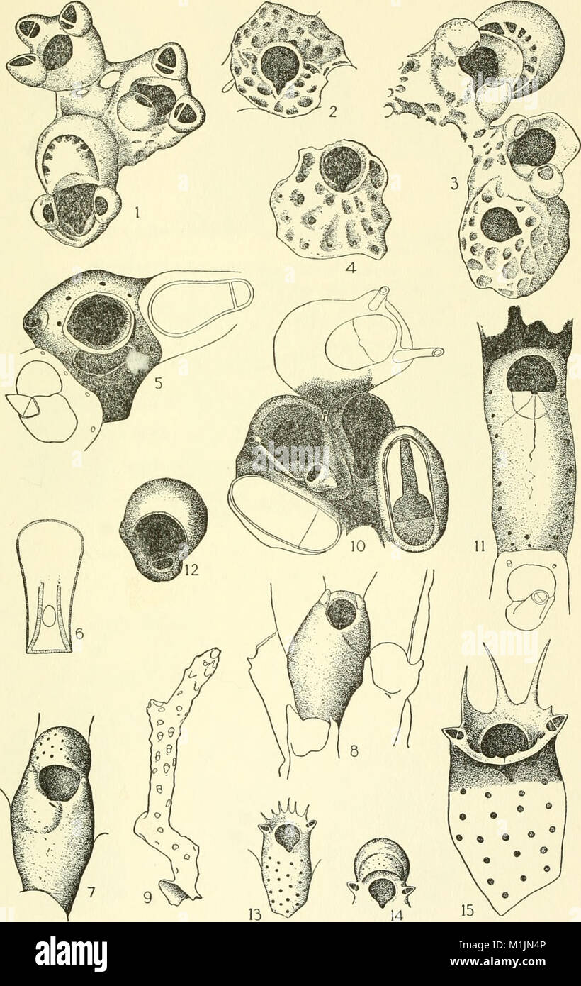 The 'Allan Hancock Pacific Expeditions Reports' (1943) document the ...