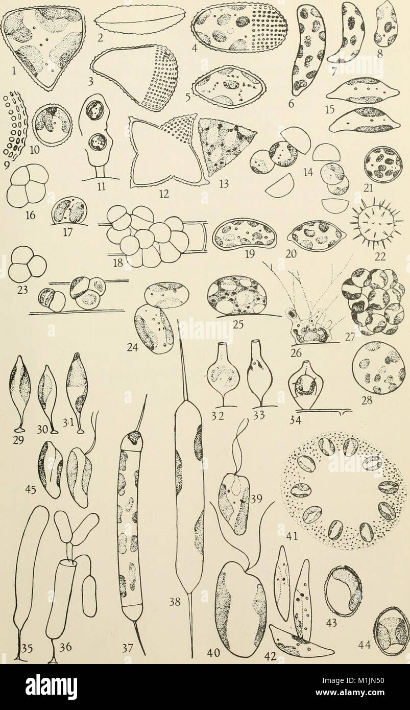 Diverse ecosystem of algae hi-res stock photography and images - Alamy