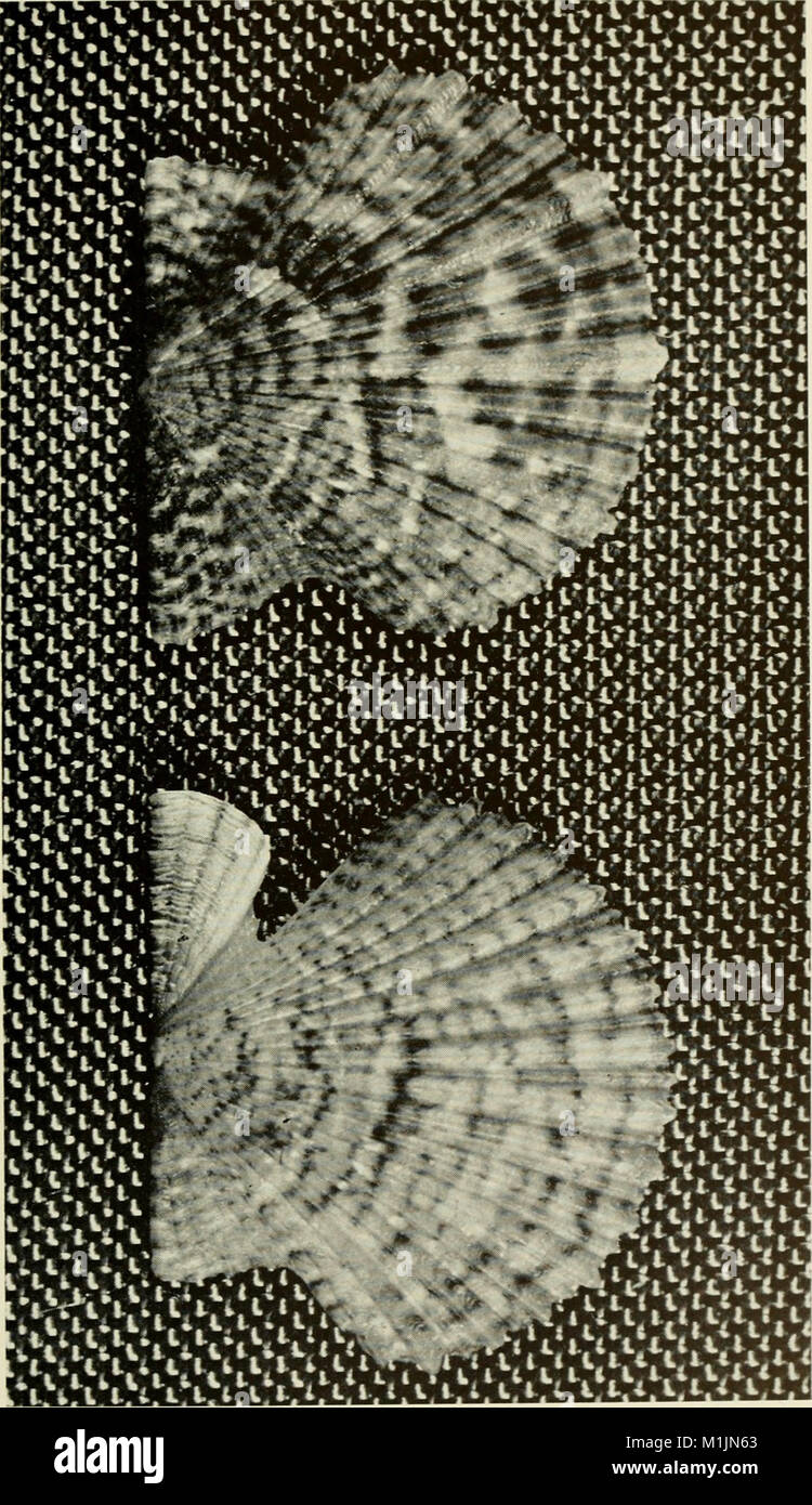 The Allan Hancock Pacific Expeditions reports (1959) document extensive ...