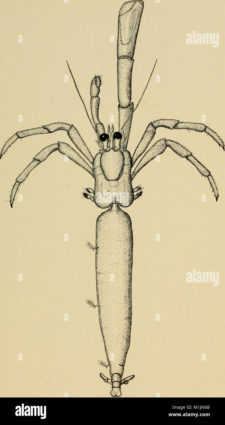 The Allan Hancock Pacific Expeditions reports (1954) document ...