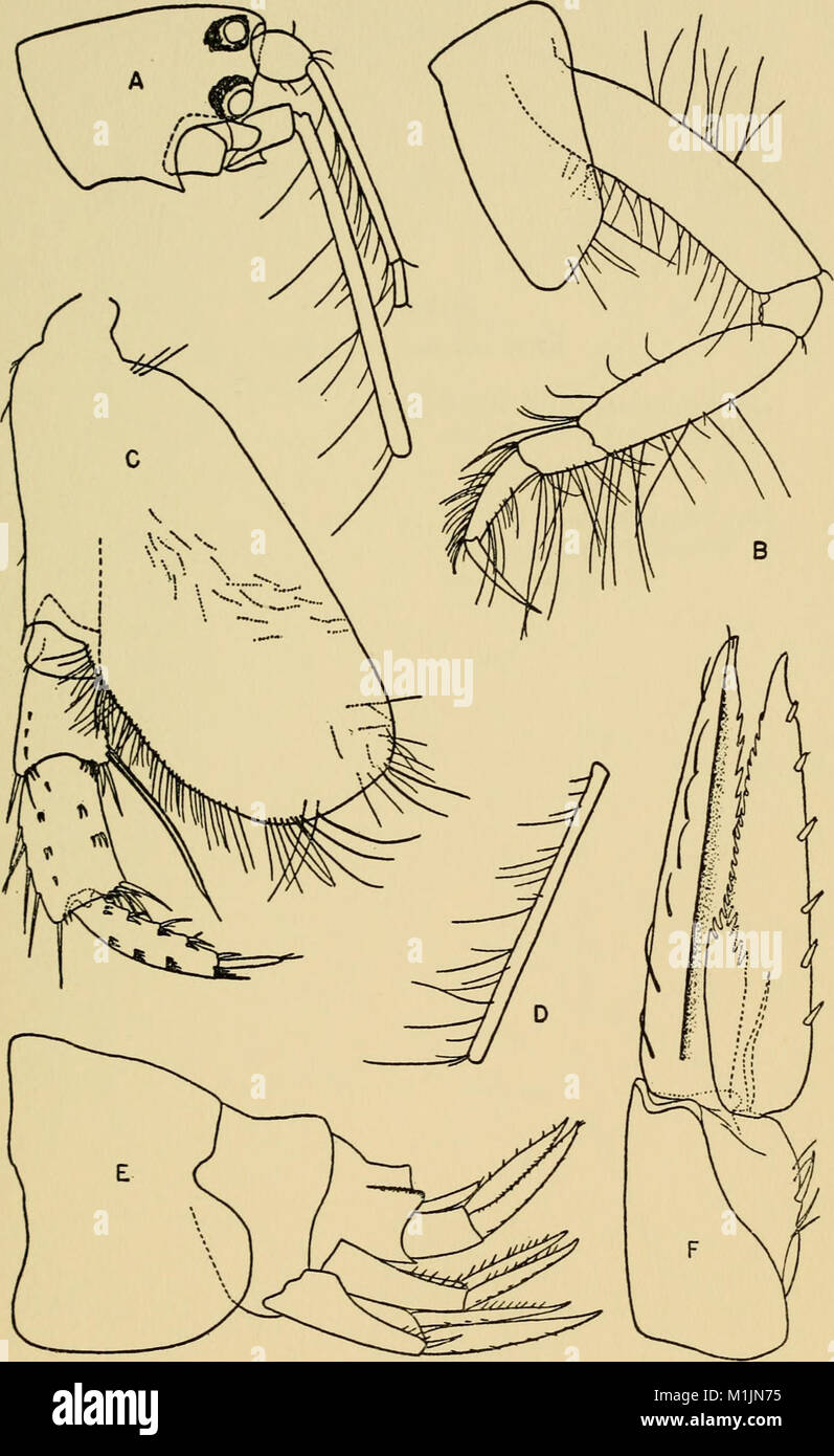 The 'Allan Hancock Pacific Expeditions Reports' (1954) document ...