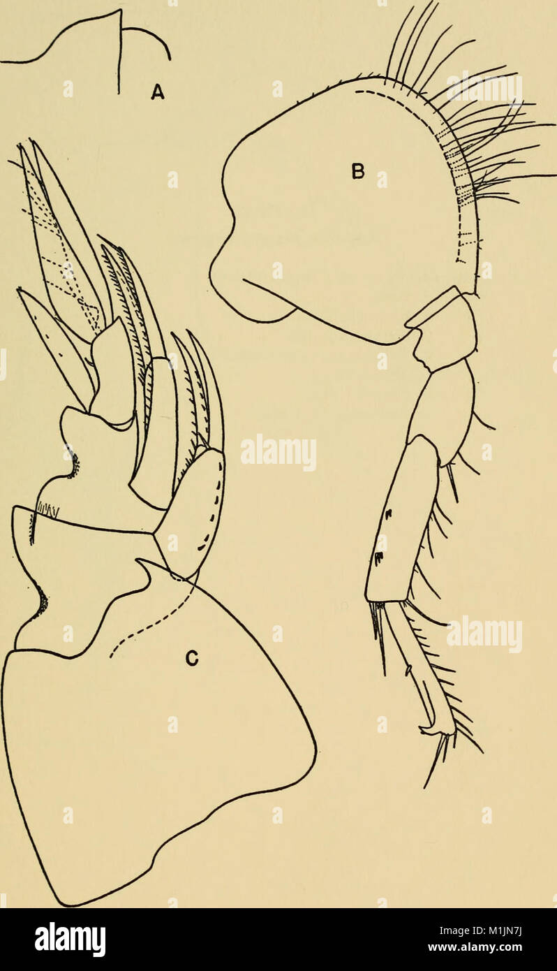 The 'Allan Hancock Pacific Expeditions' (1954) reports on scientific ...