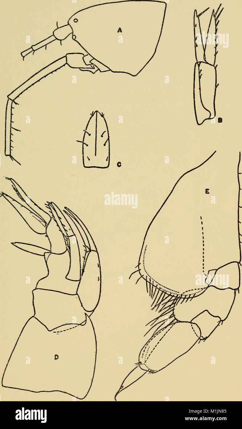 The Allan Hancock Pacific Expeditions Reports (1954) document the ...