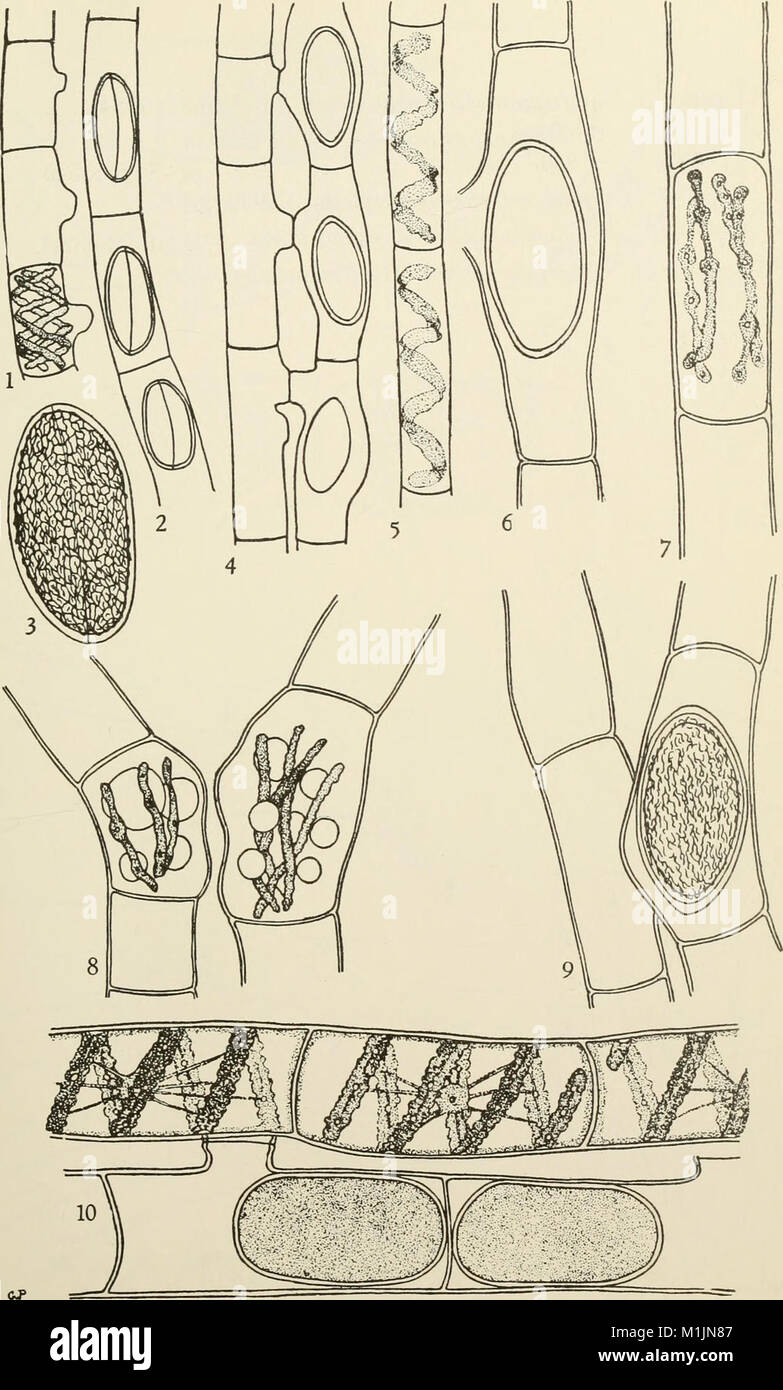 Study freshwater biology examines hi-res stock photography and images ...