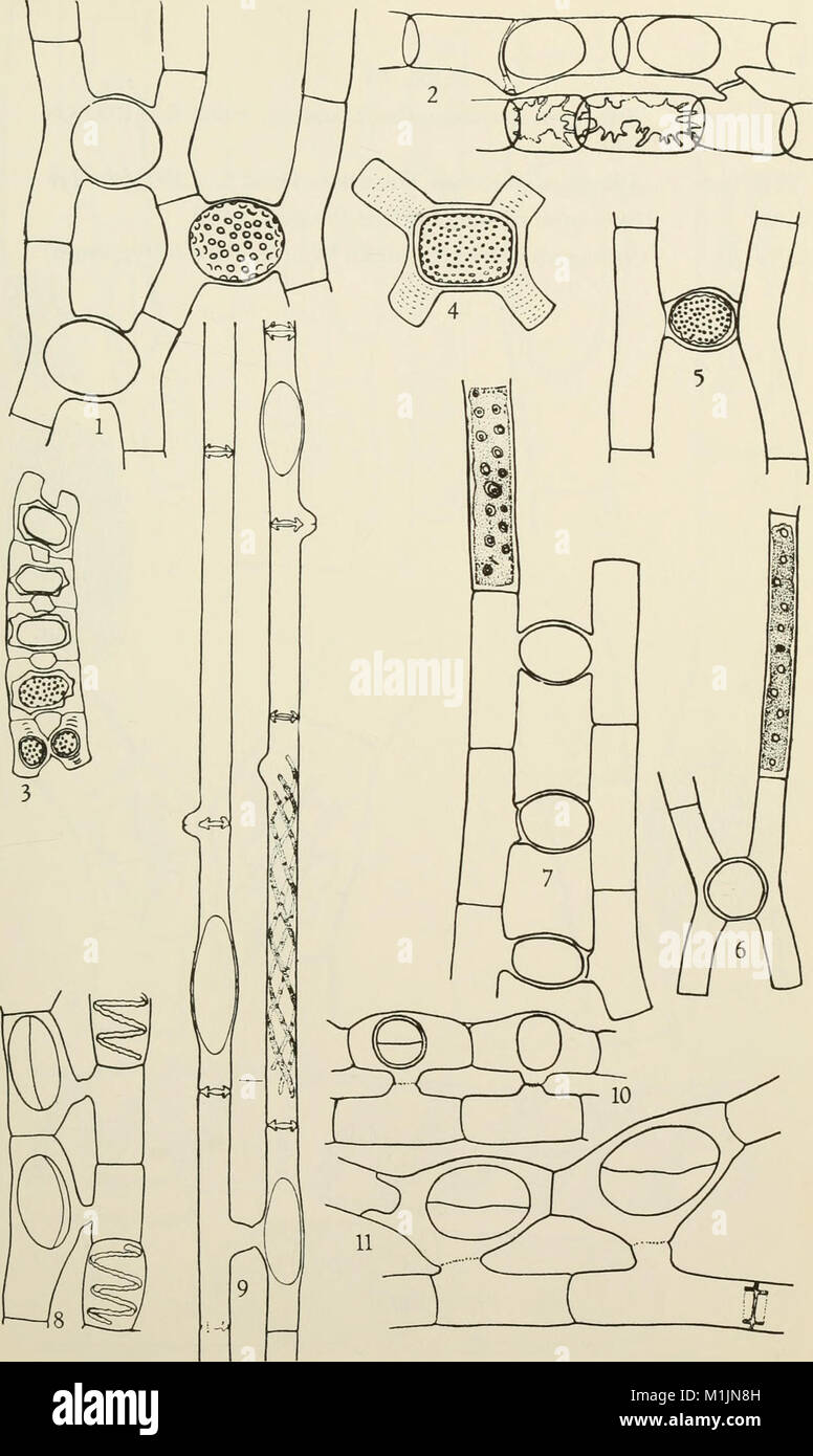 This 1962 study details the species of algae found in the western Great ...