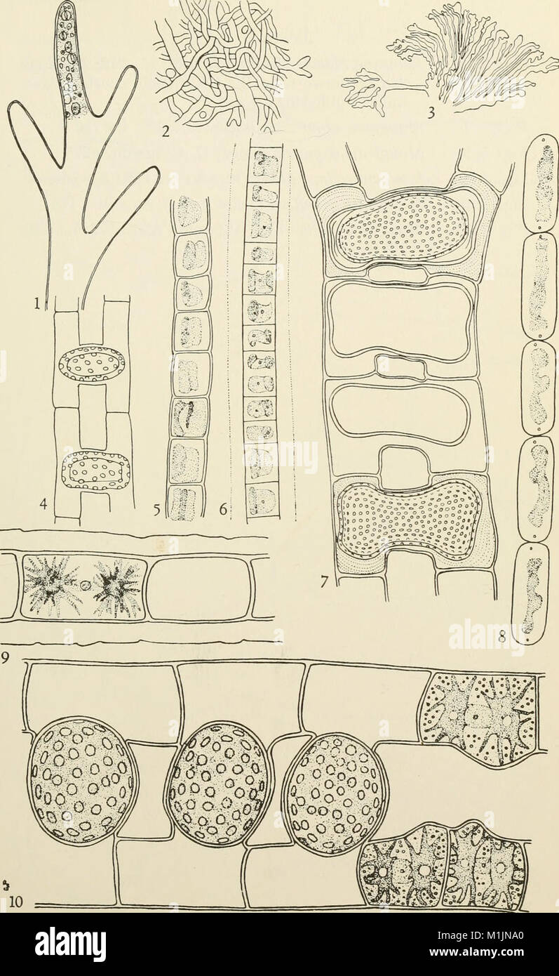 Biological study examines freshwater hi-res stock photography and ...