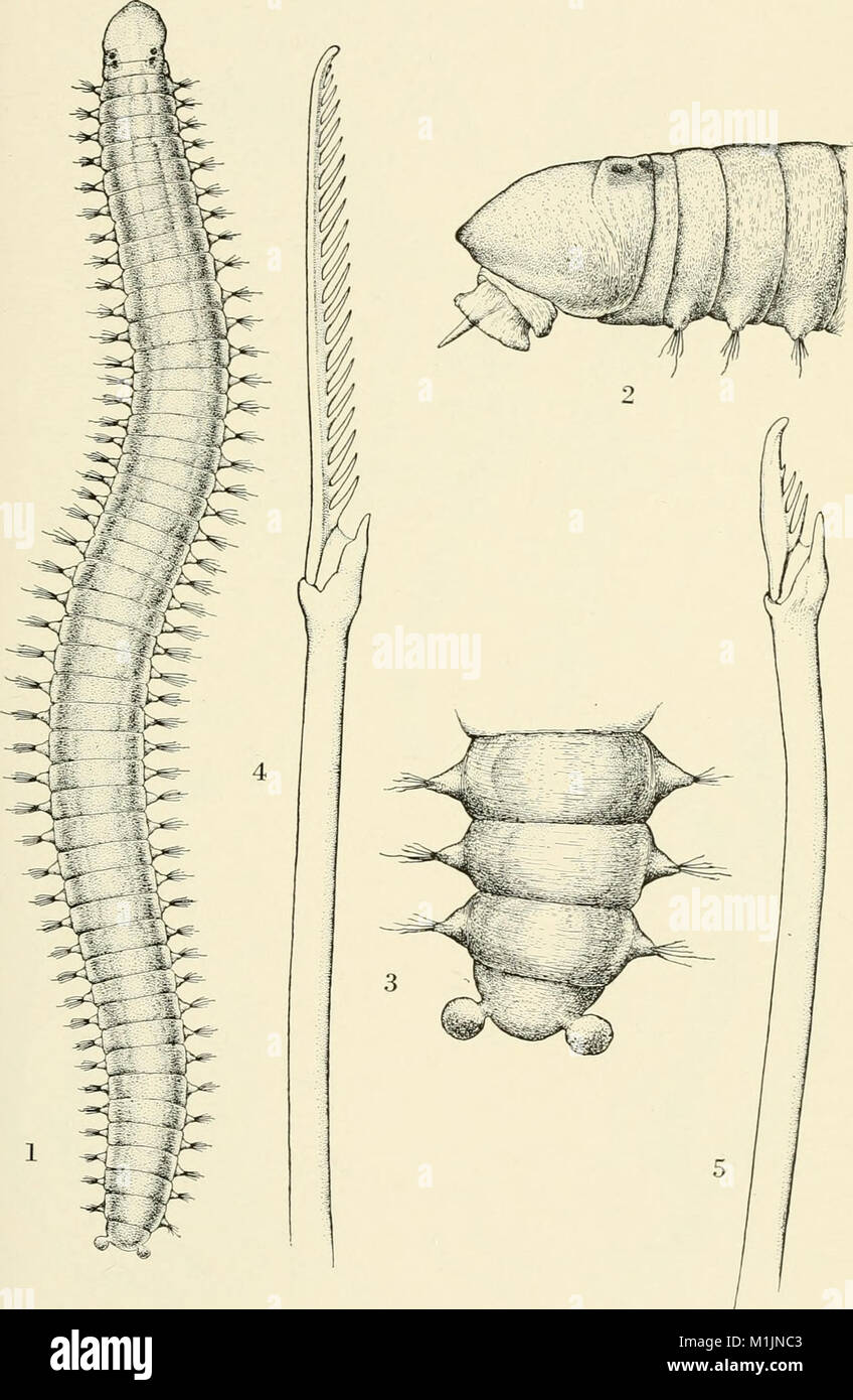 The 1961 reports from the Allan Hancock Pacific Expeditions document ...