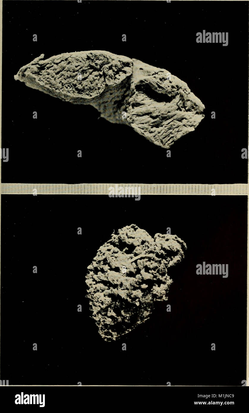 These reports document the Pacific expeditions led by Allan Hancock ...