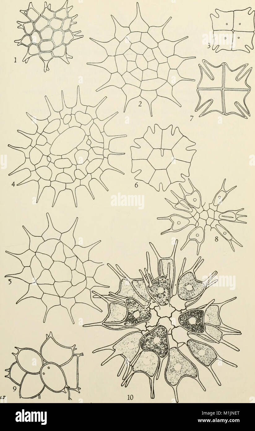 Scientific study of algal varieties hi-res stock photography and images ...