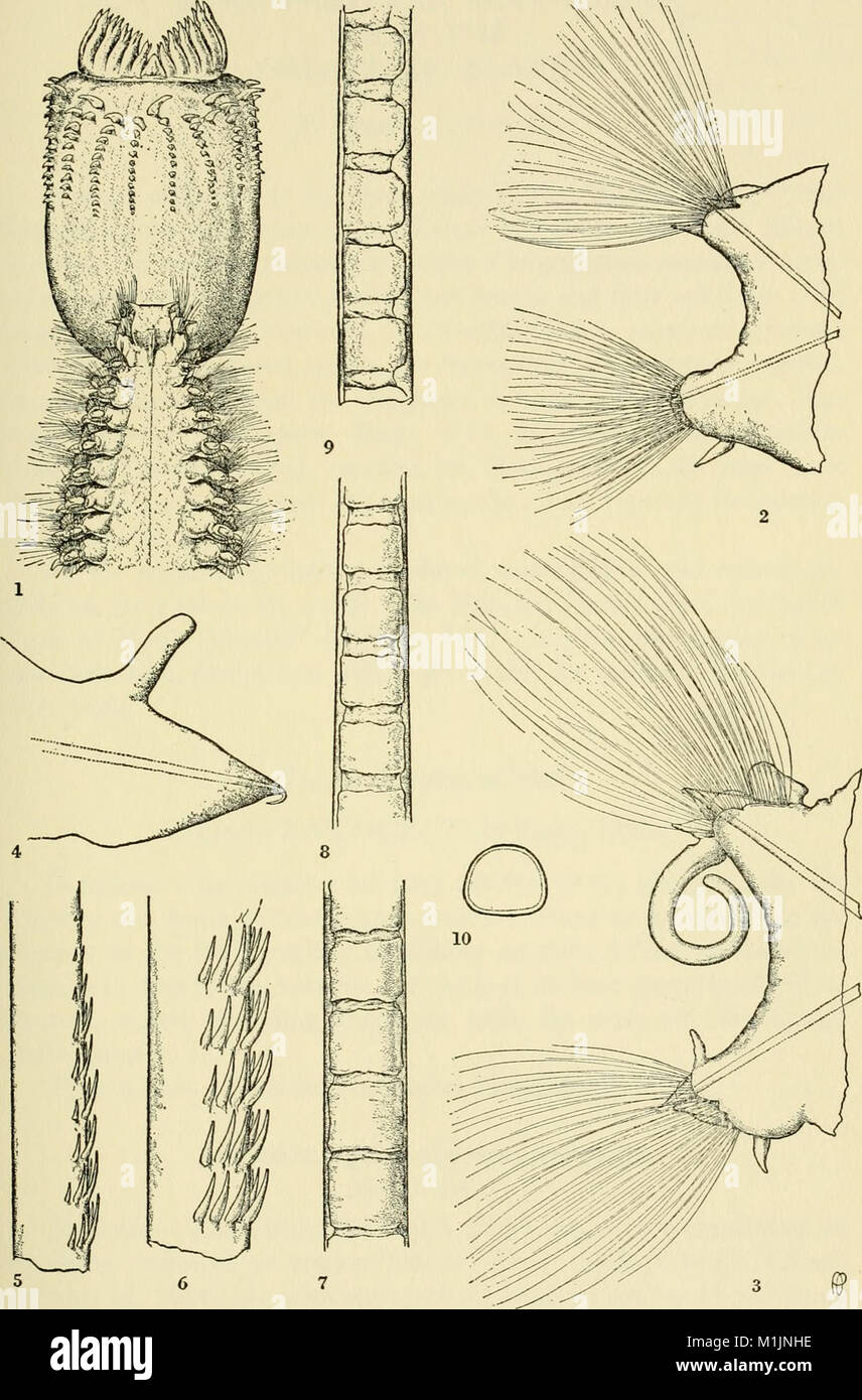 'Allan Hancock Pacific Expeditions' (1950) is a report detailing the ...