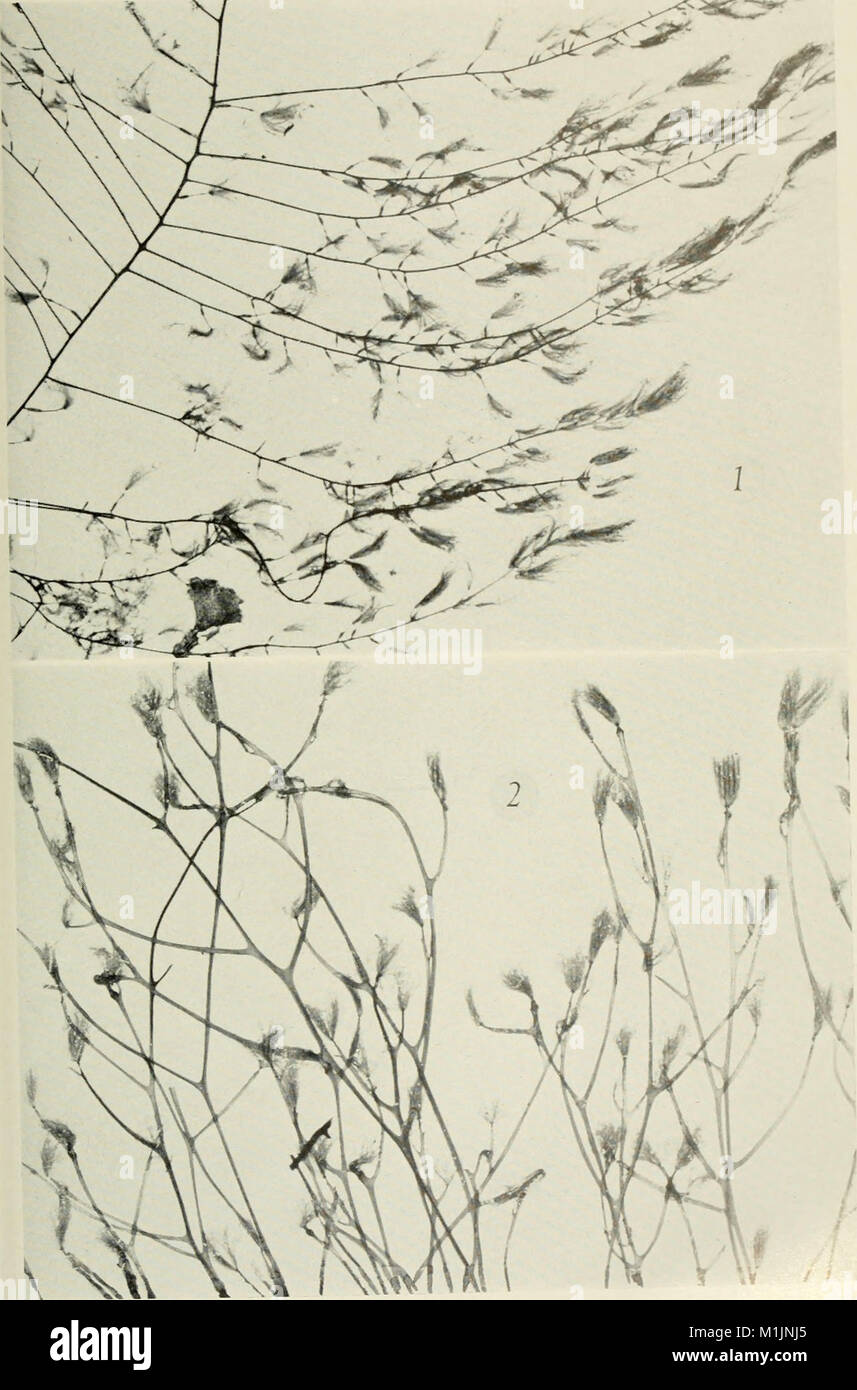 The Allan Hancock Pacific Expeditions Reports (1945) document ...