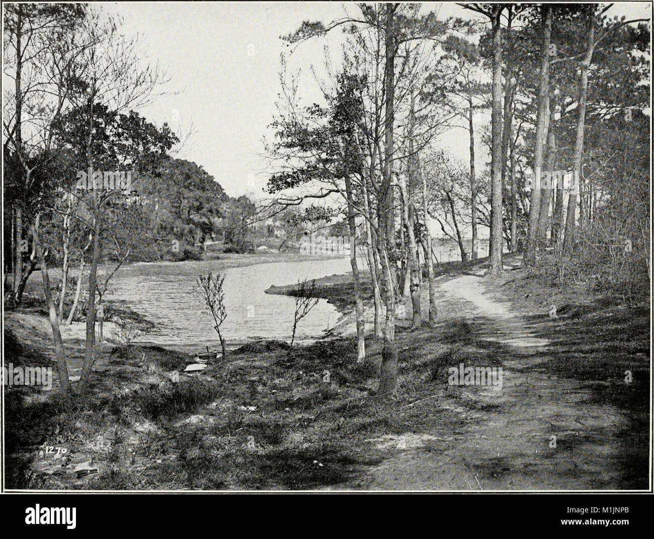 'American Forests' is a periodical focusing on forestry, conservation ...