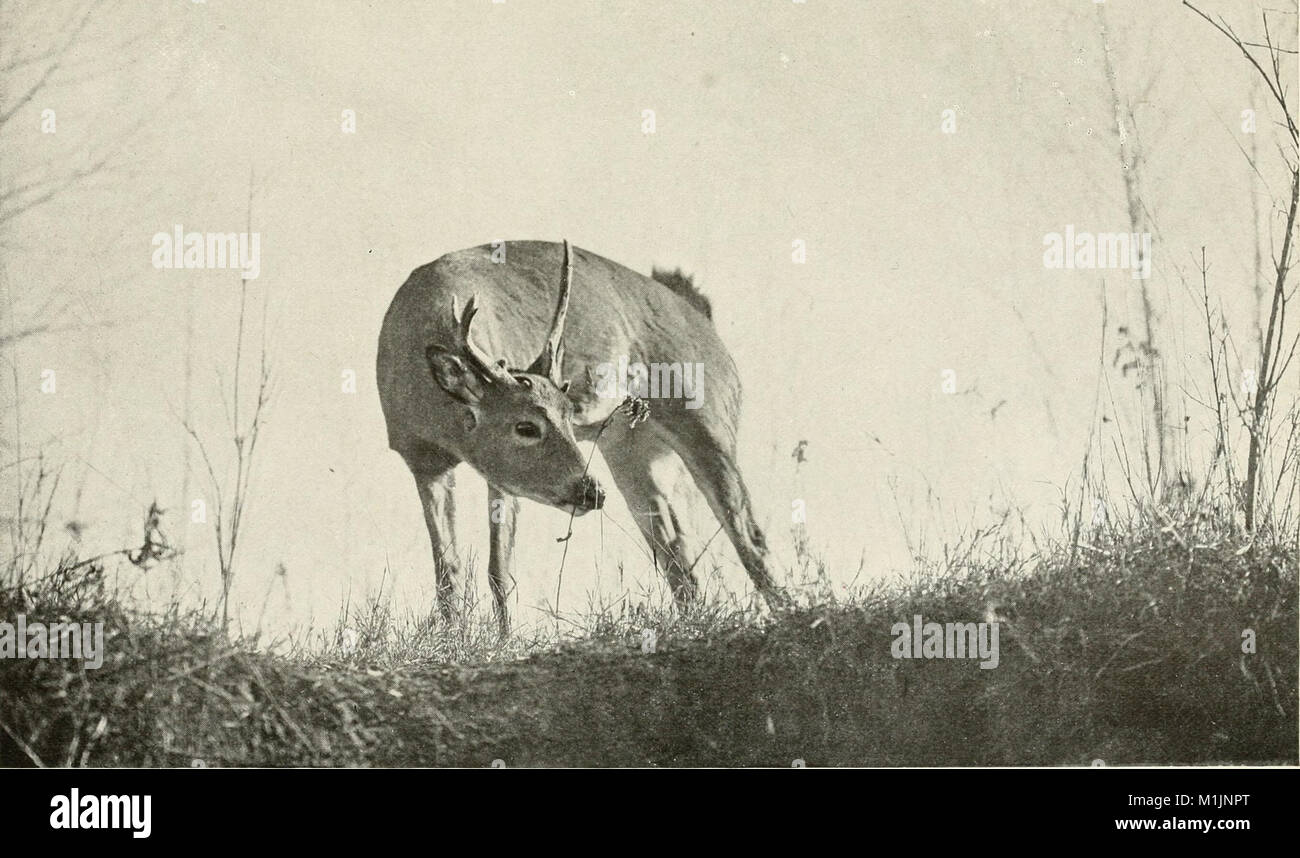 'American Animals' (1902) offers an accessible guide to the mammals of ...