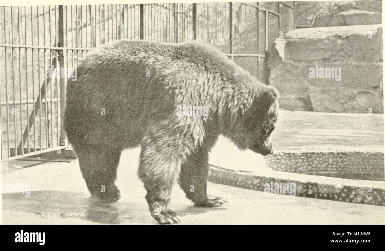 'American Animals' (1902) is a popular guide to mammals found in North ...