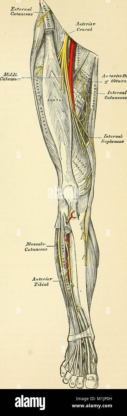 Anatomy, descriptive and surgical (1887) (14763601744 Stock Photo - Alamy