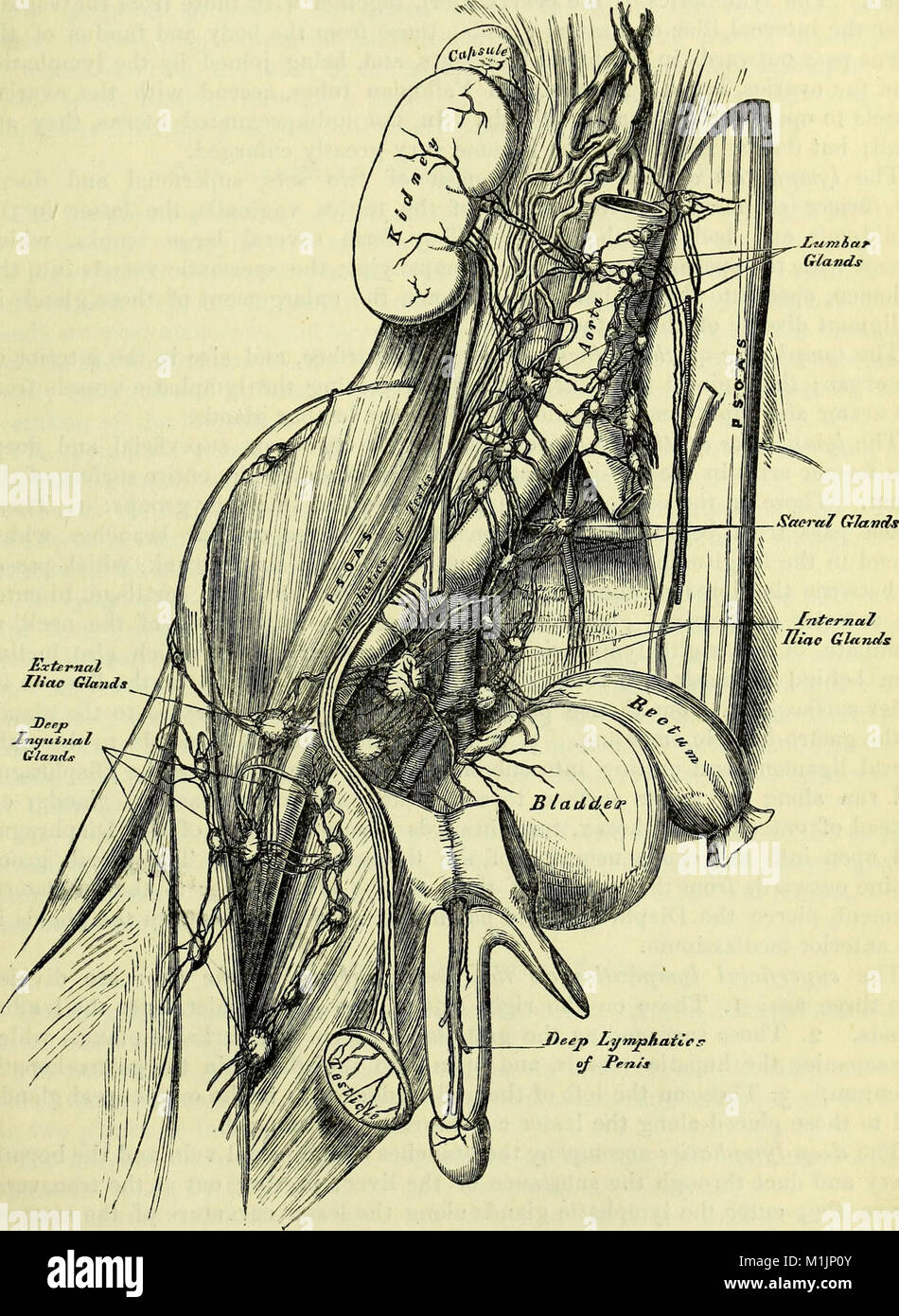 'Anatomy, Descriptive and Surgical' (1860) provides a detailed account ...