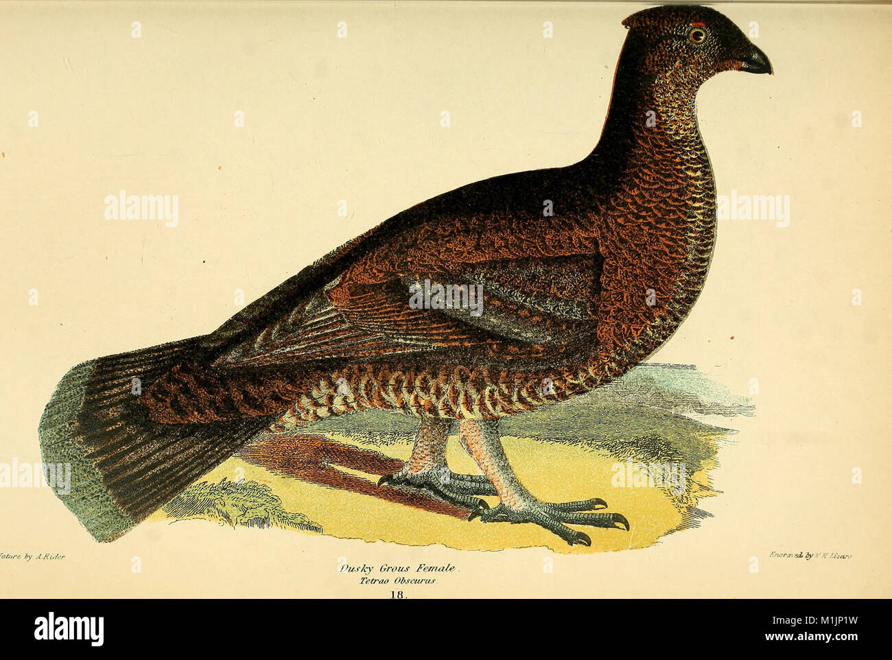 'American Ornithology' (1870) is a comprehensive study of the birds of ...