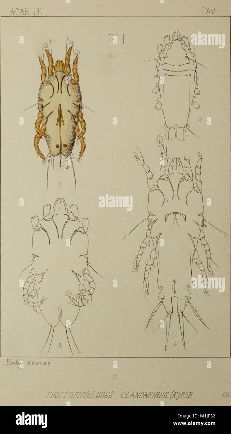 This 1892 document catalogs the species of Acari, Myriopoda, and ...