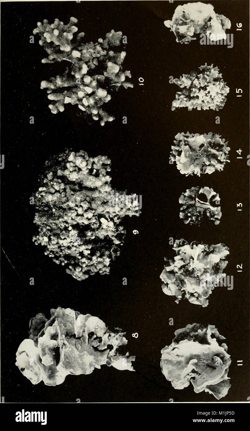 The 1936 Allan Hancock Pacific Expeditions report documents the ...