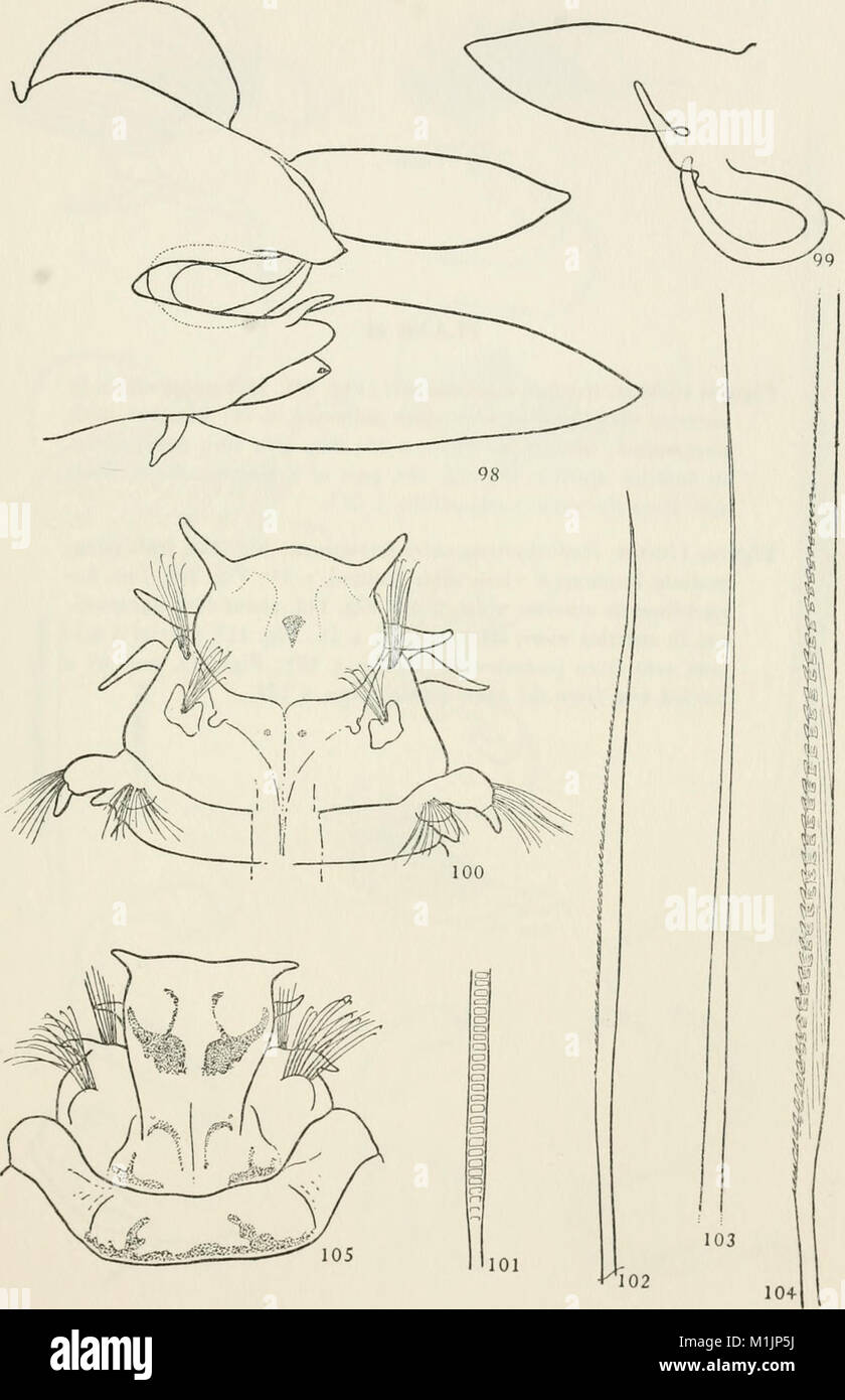 Allan Hancock Pacific expeditions (1939) (17924777546 Stock Photo - Alamy